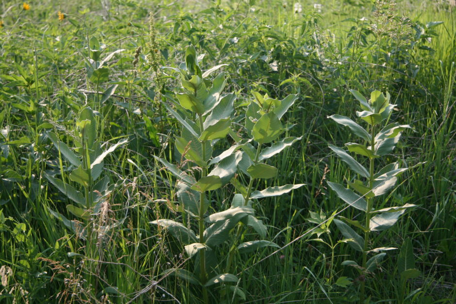 Common Milkweed – Davis Prairie