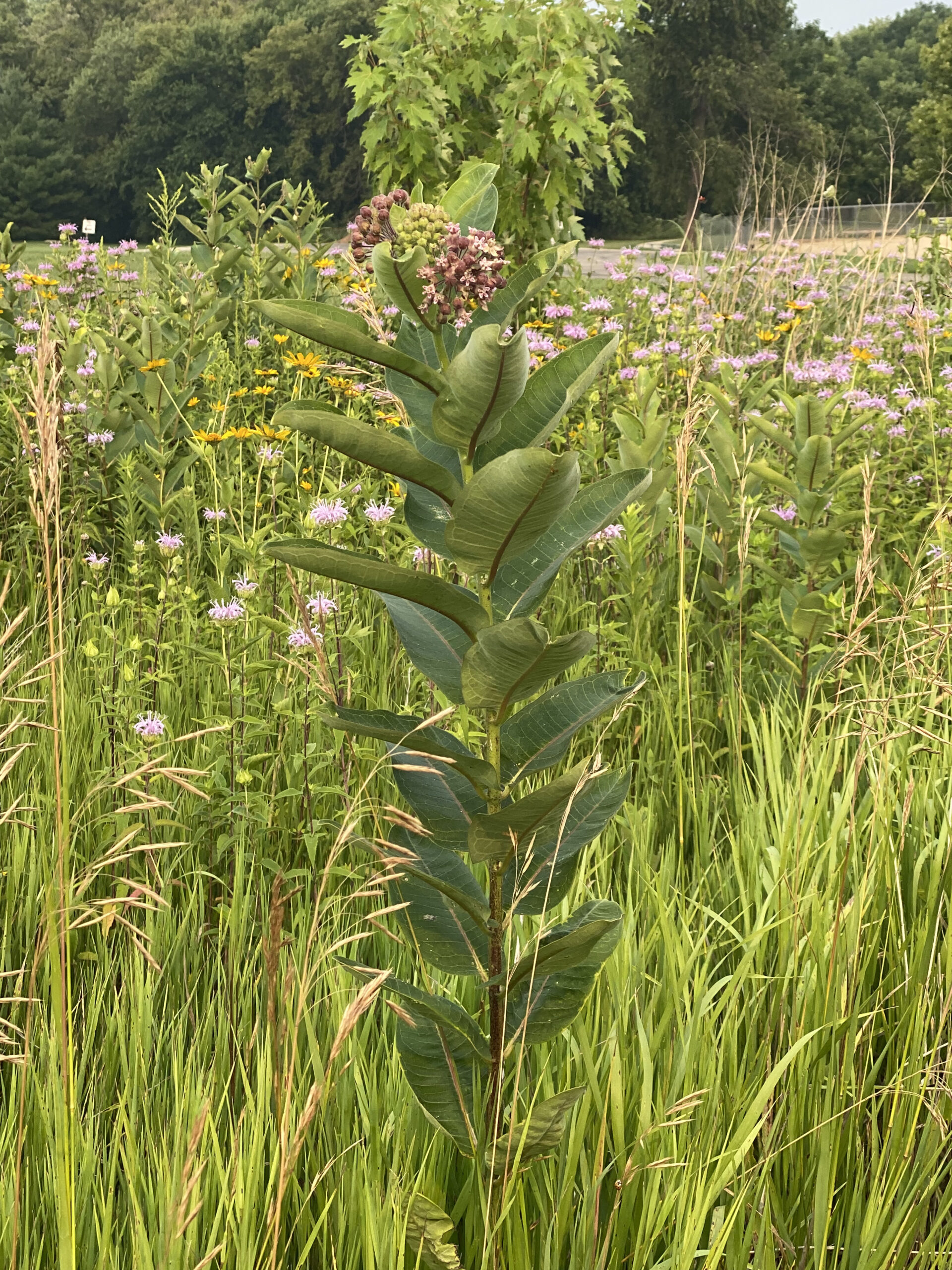 Common Milkweed – Davis Prairie