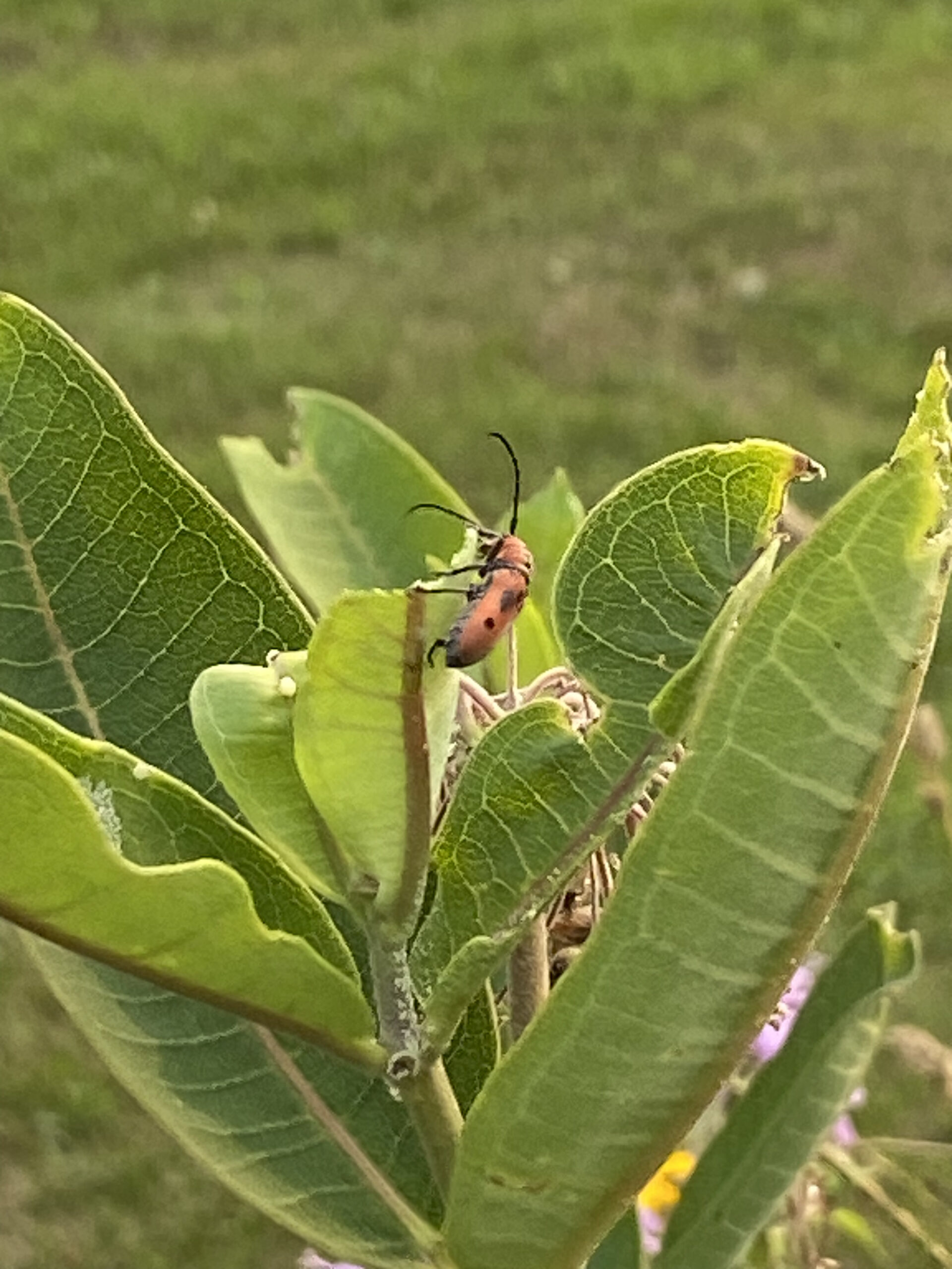 Common Milkweed – Davis Prairie