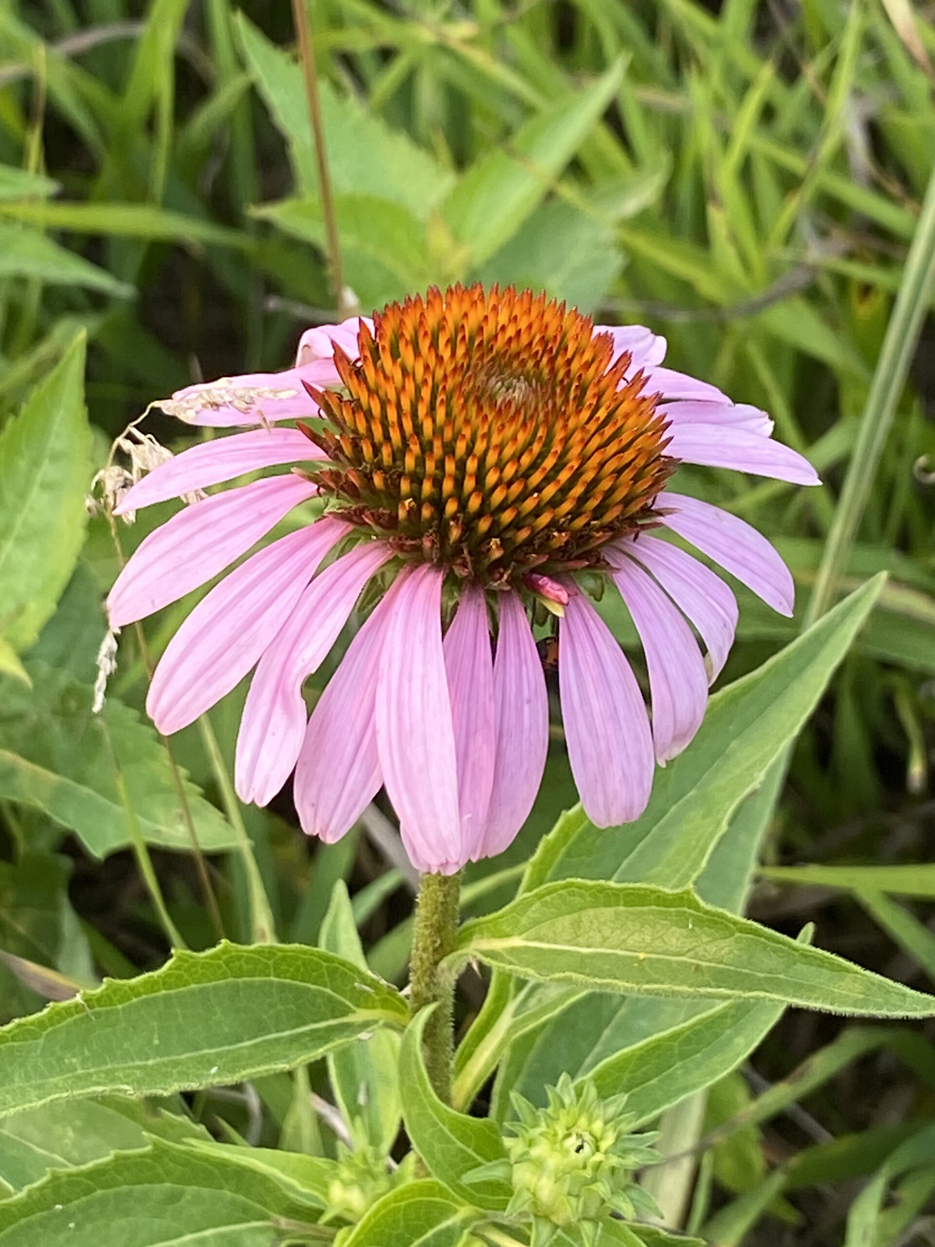Purple Coneflower – Davis Prairie