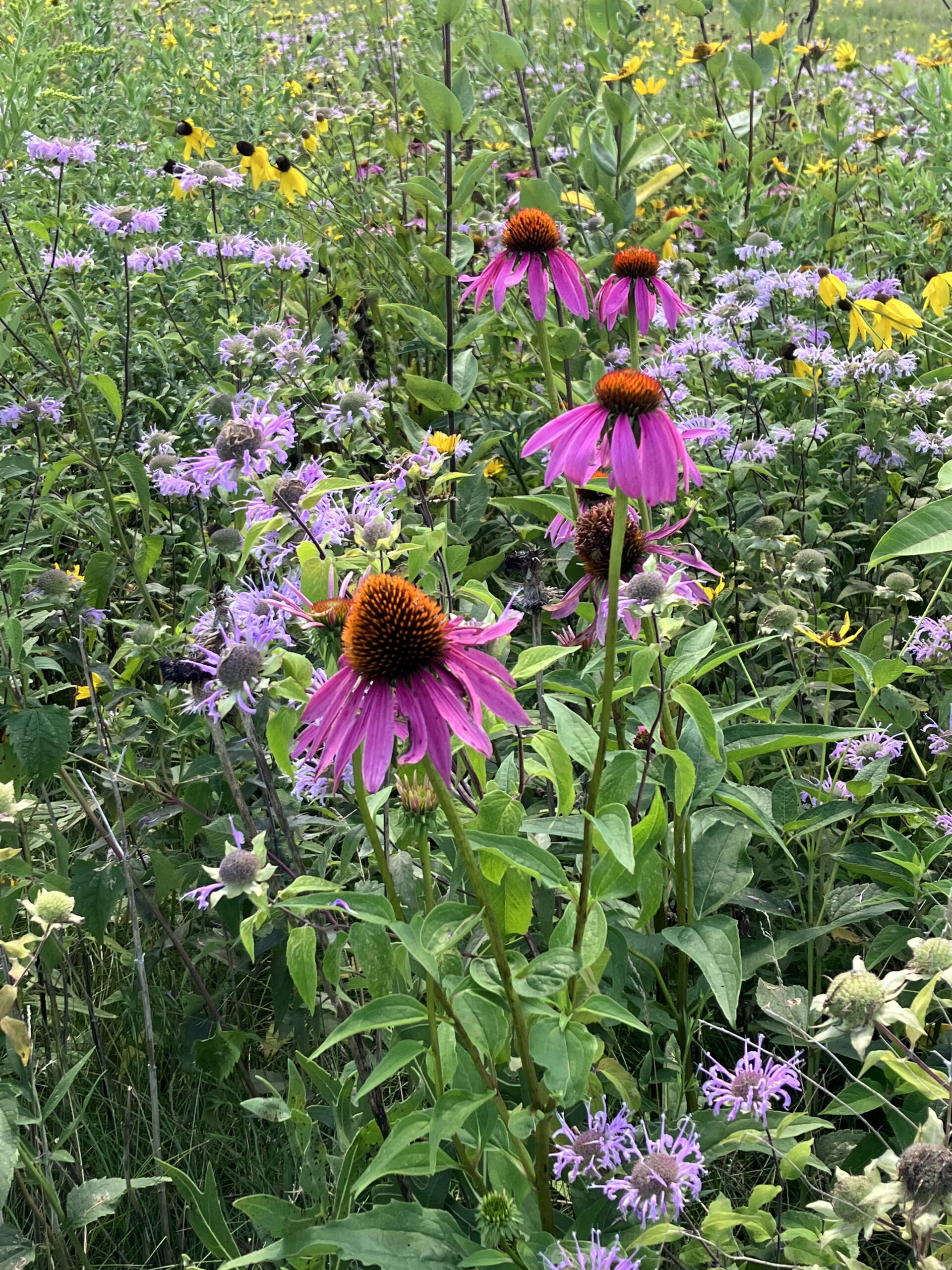 Purple Coneflower – Davis Prairie