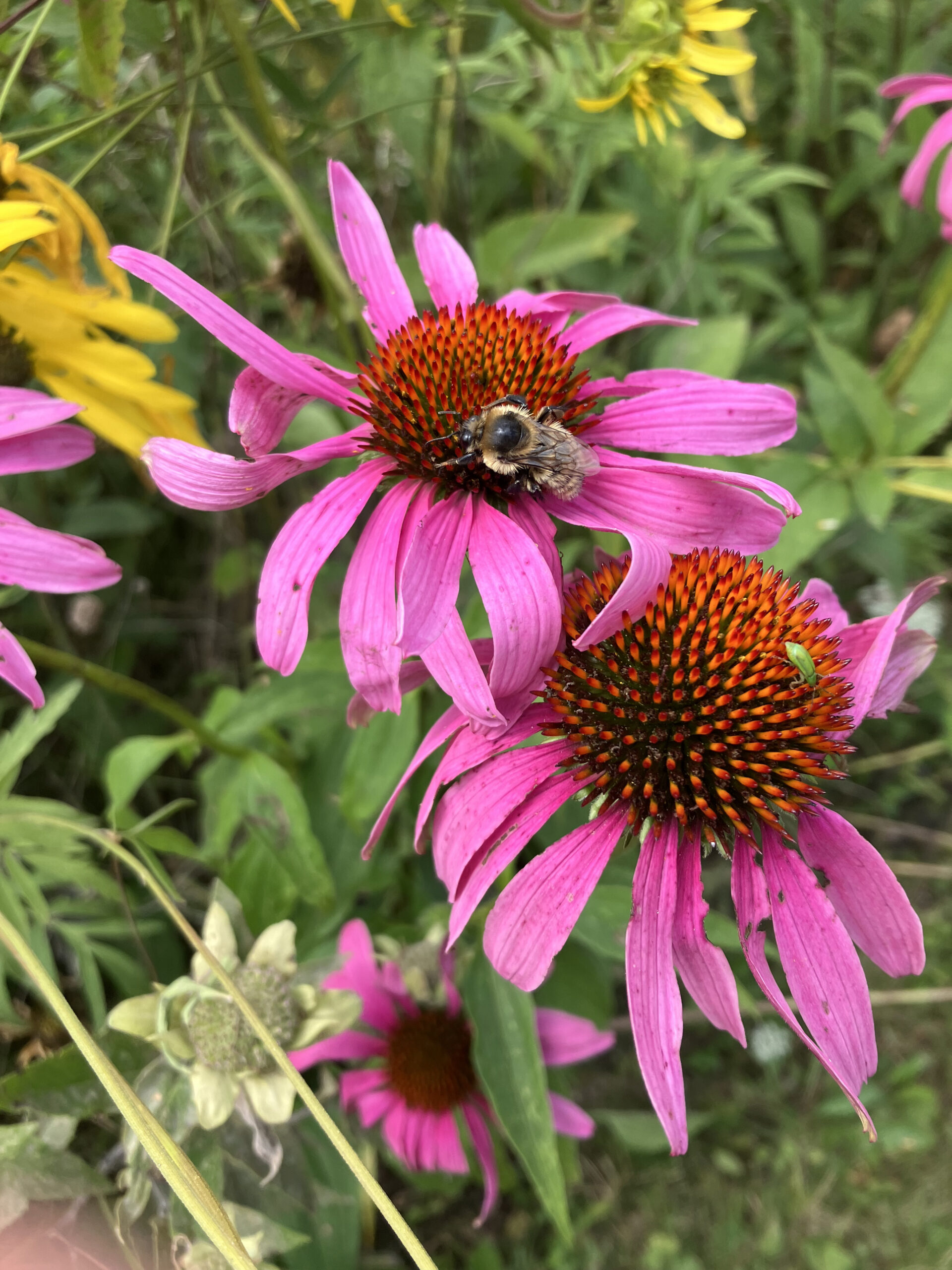 Purple Coneflower – Davis Prairie