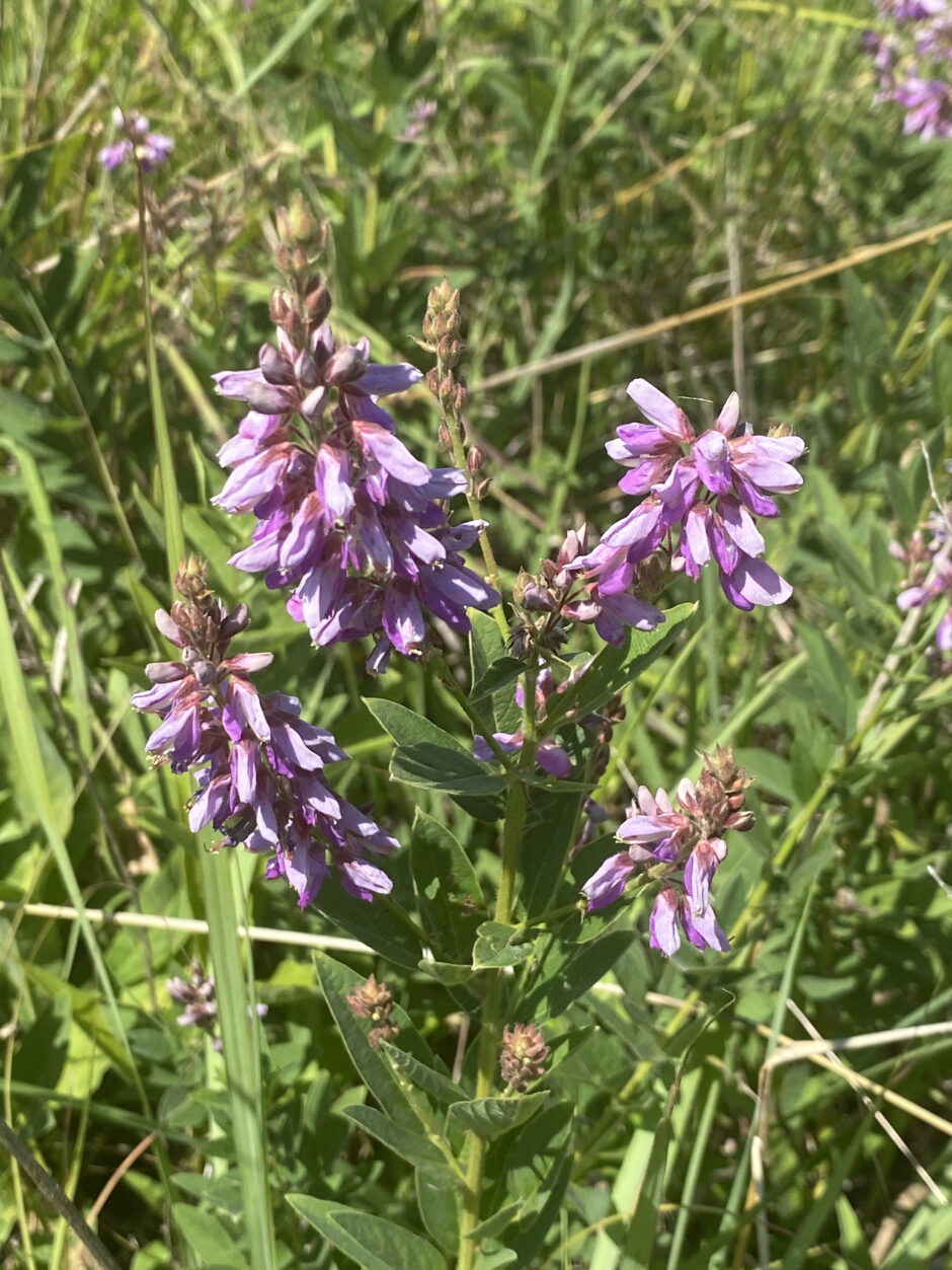 Prairie – Davis Prairie