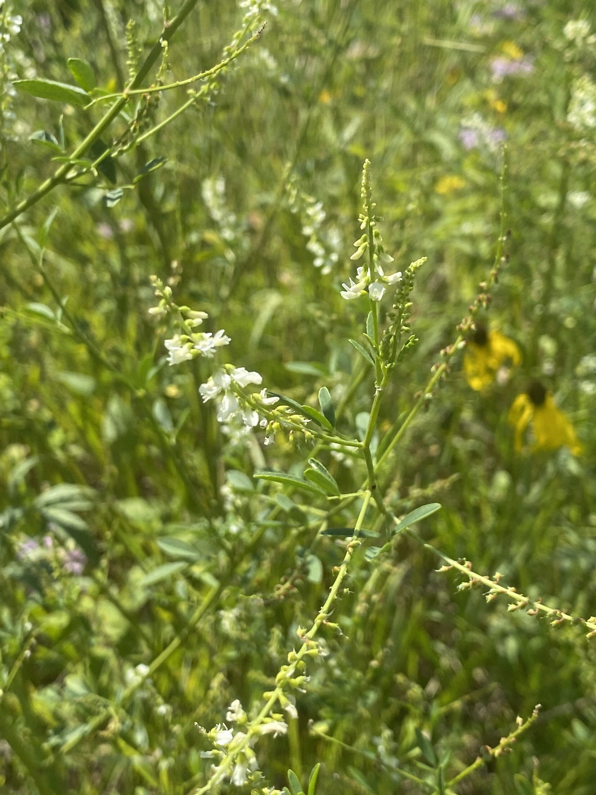 Prairie – Davis Prairie