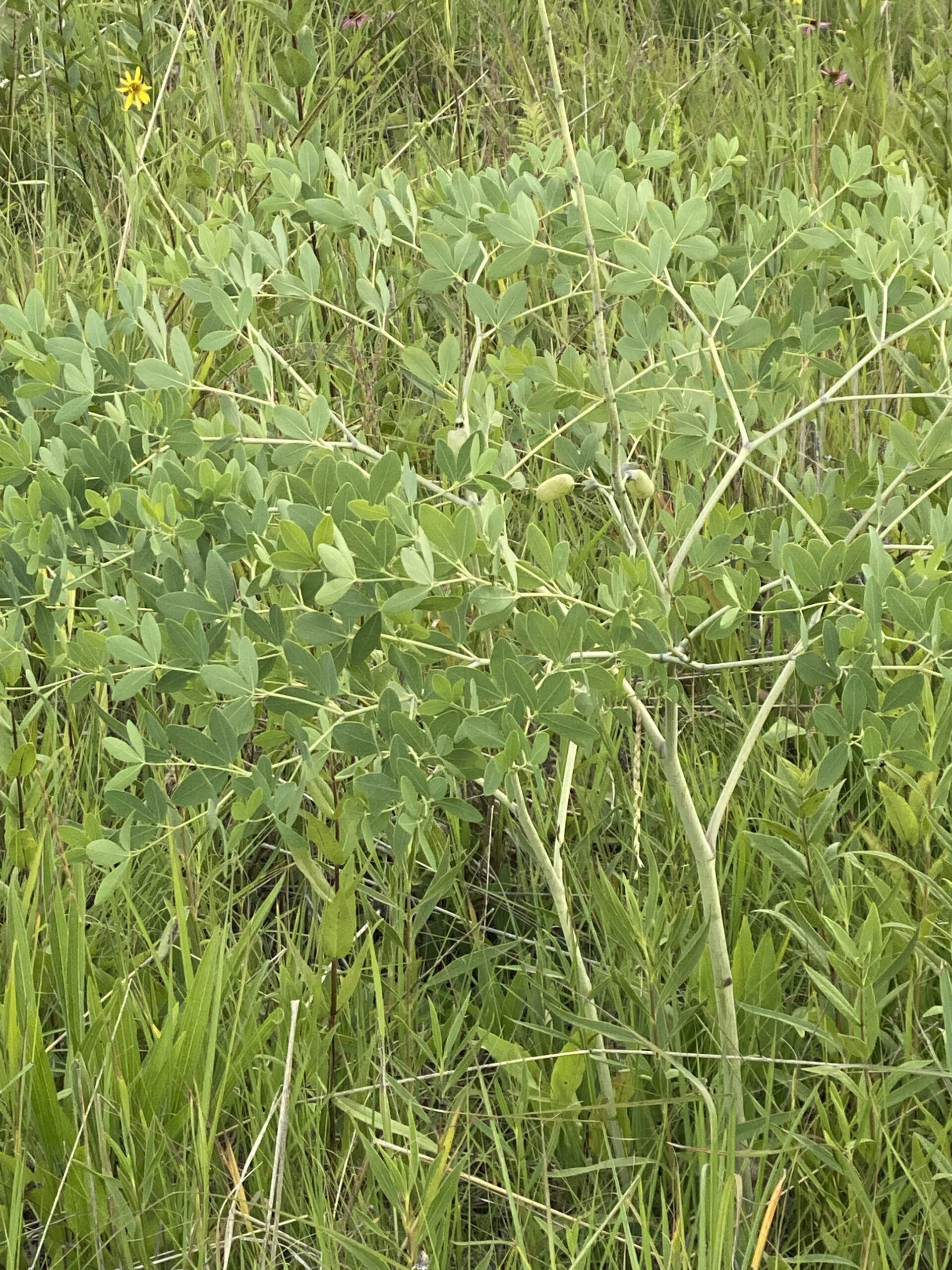 Prairie – Davis Prairie